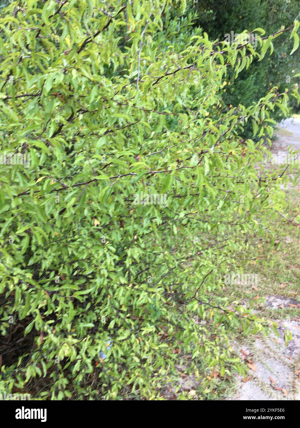 Chickasaw plum (Prunus angustifolia Stock Photo - Alamy