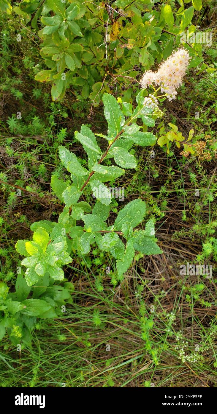 white meadowsweet (Spiraea alba Stock Photo - Alamy