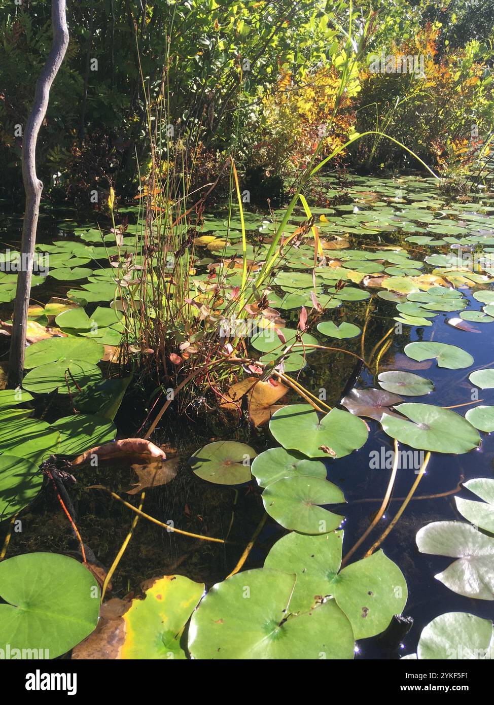 Tall Beakrush (Rhynchospora macrostachya Stock Photo - Alamy