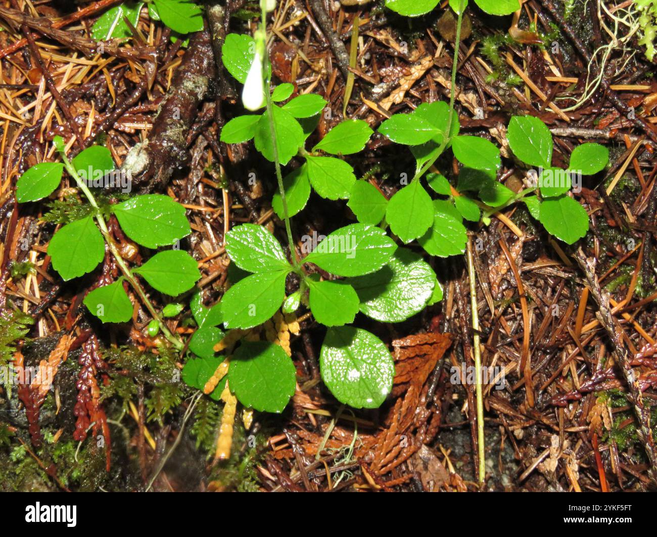 Twinflower (Linnaea borealis Stock Photo - Alamy