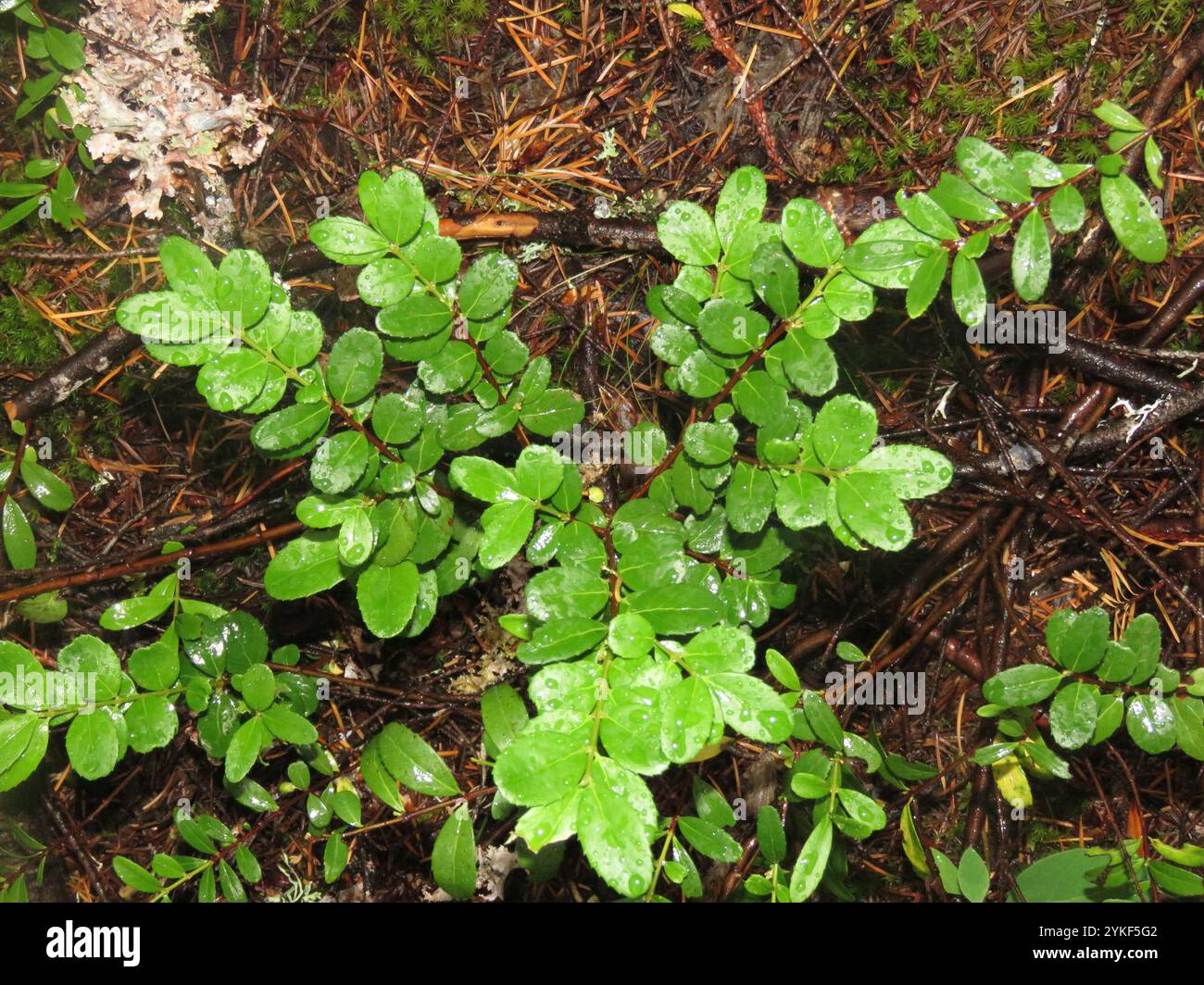 Oregon Boxwood (Paxistima myrsinites Stock Photo - Alamy