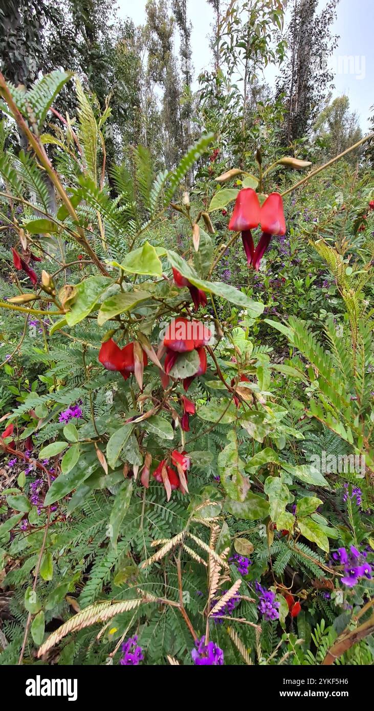 Dusky coral pea (Kennedia rubicunda Stock Photo - Alamy