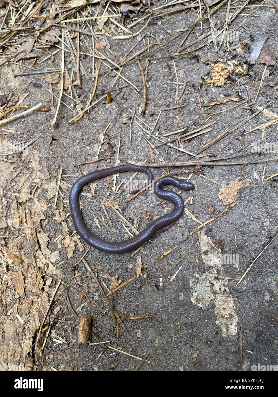 Eastern Worm Snake (Carphophis amoenus Stock Photo - Alamy