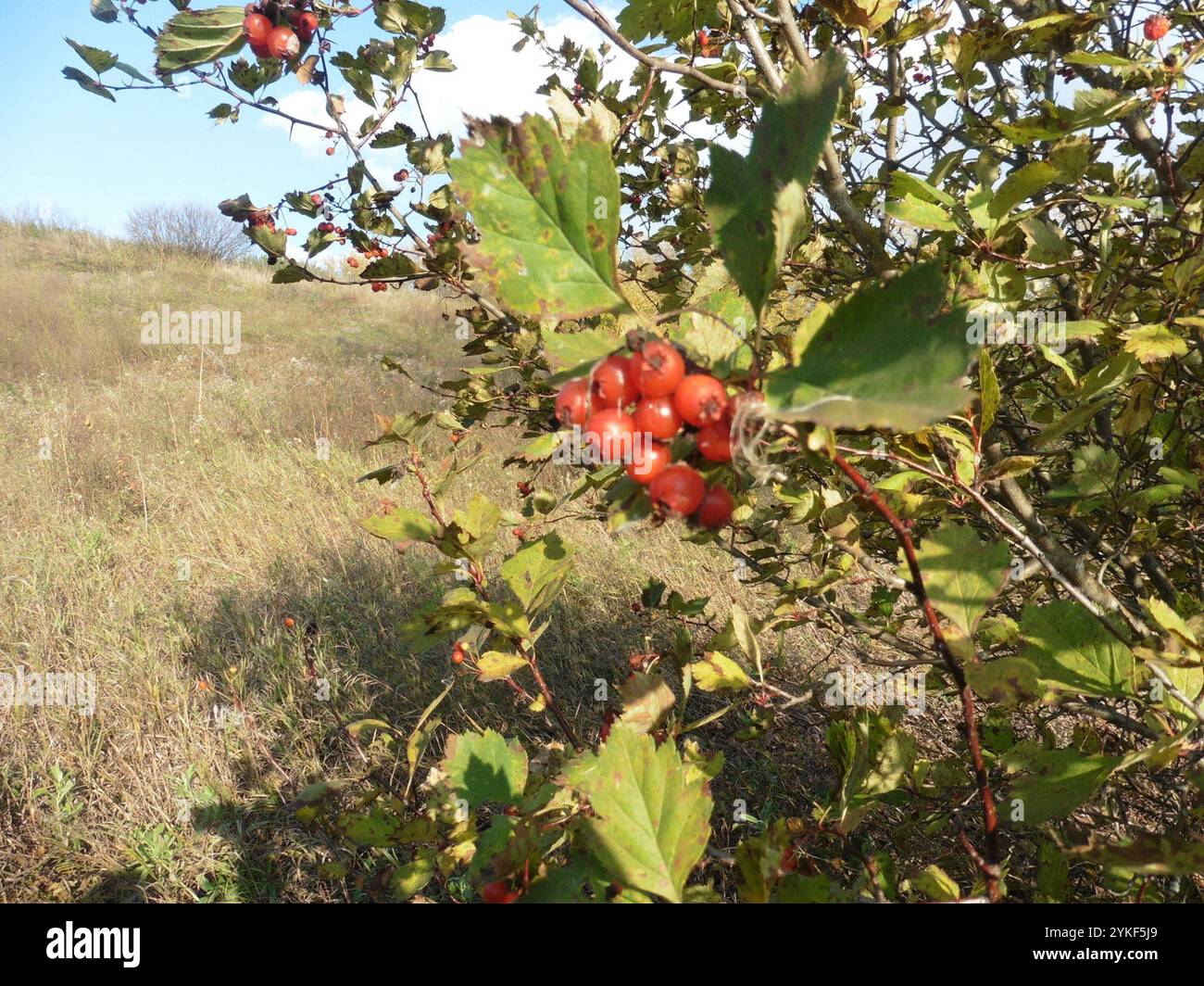Red Hawthorn (Crataegus sanguinea Stock Photo - Alamy