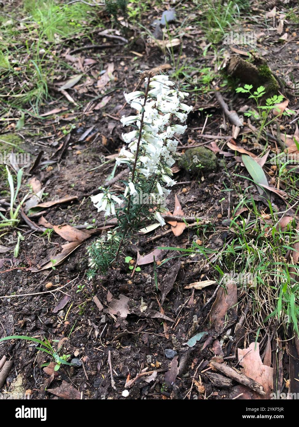 Common Heath (Epacris impressa Stock Photo - Alamy