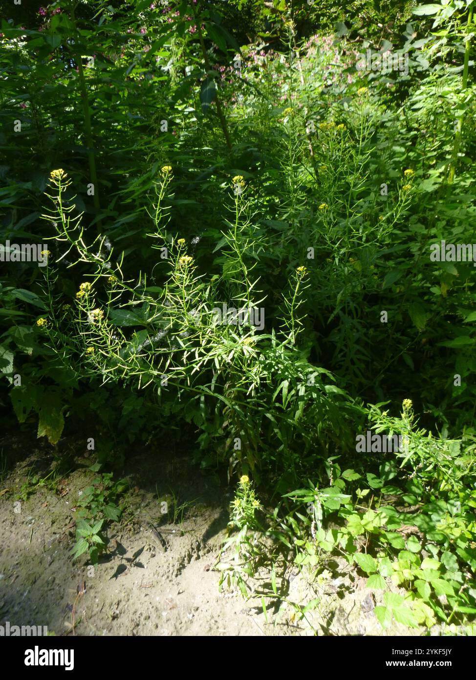 Wormseed wallflower hi-res stock photography and images - Alamy