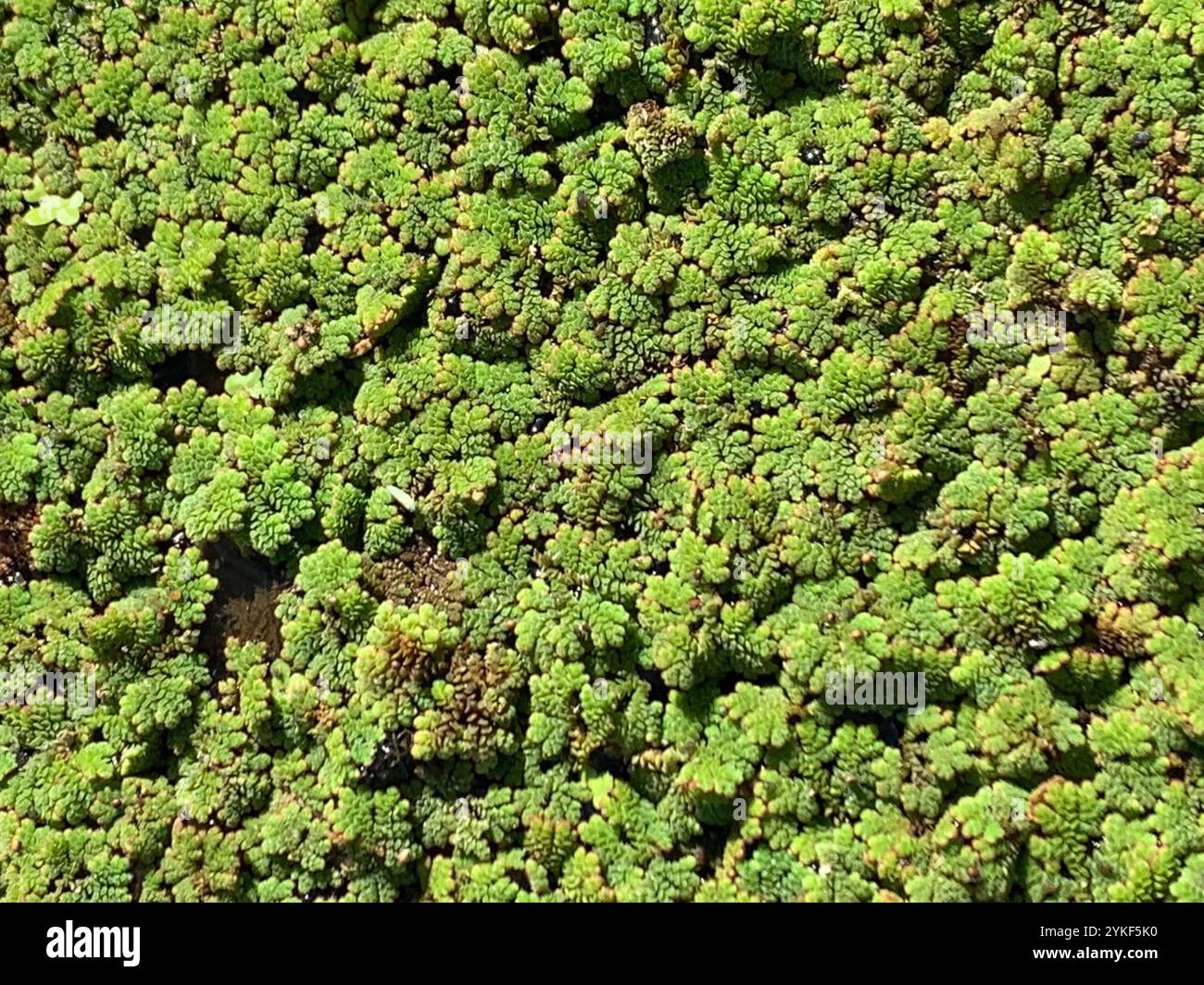 water fern (Azolla filiculoides Stock Photo - Alamy
