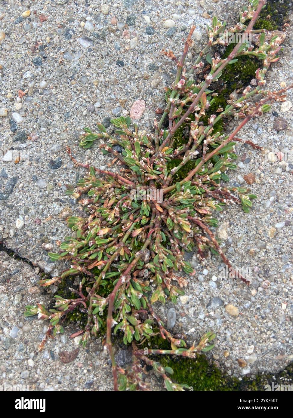 Oval Leaf Knotweed (Polygonum arenastrum Stock Photo - Alamy
