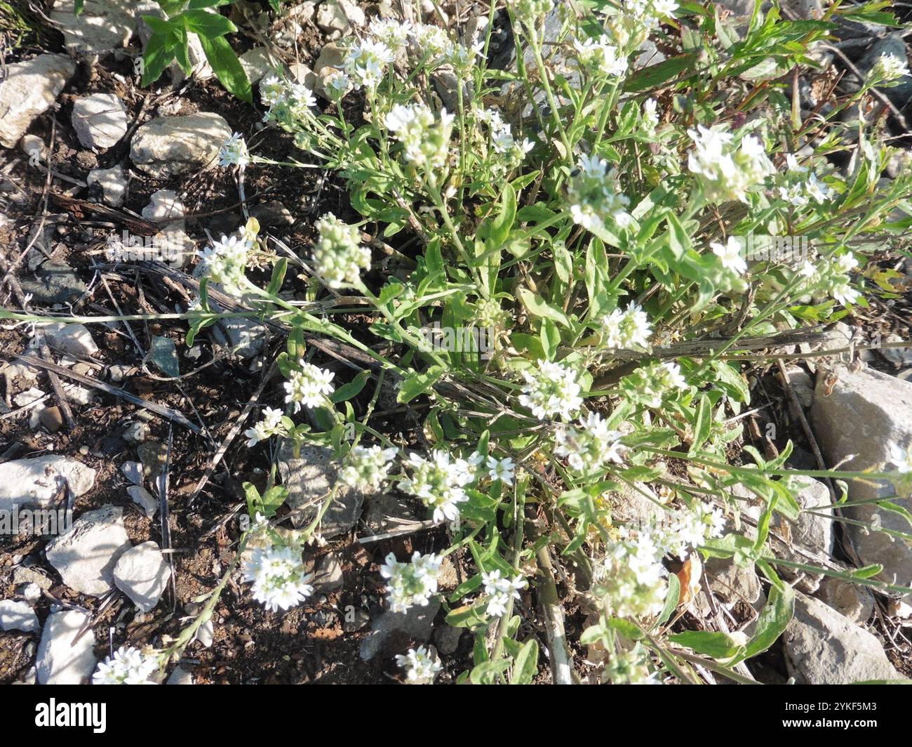 hoary alyssum (Berteroa incana Stock Photo - Alamy