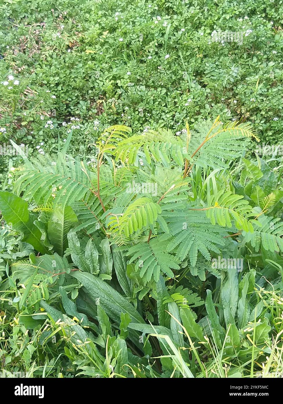 Plume Albizia (Paraserianthes lophantha Stock Photo - Alamy