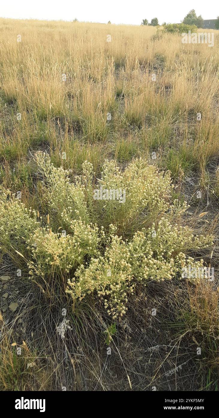 False Boneset (Brickellia eupatorioides Stock Photo - Alamy
