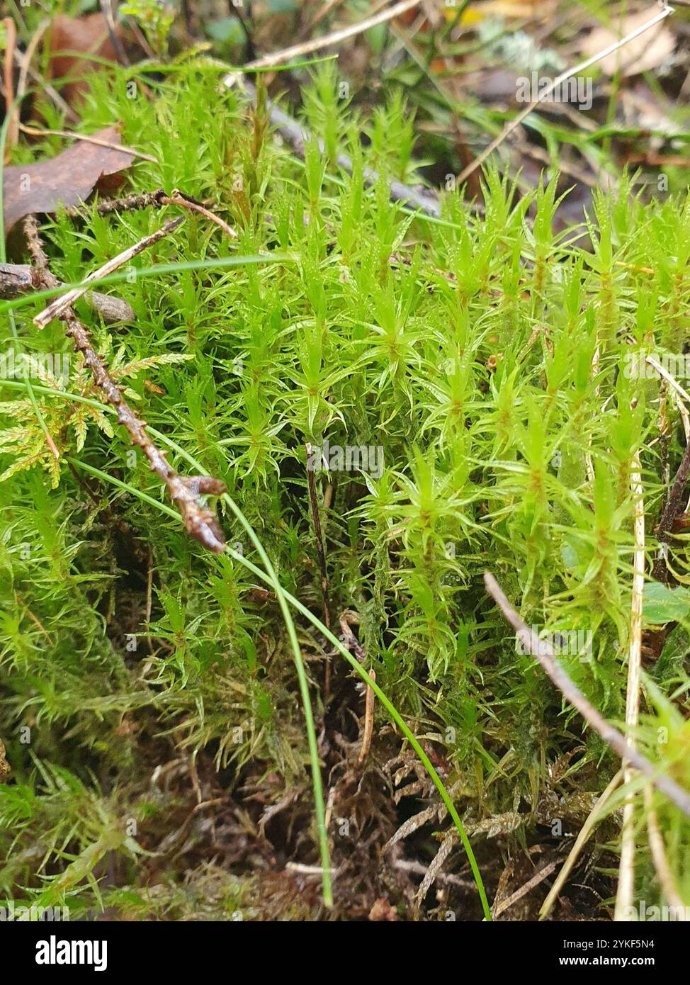 Waxyleaf Moss (Dicranum polysetum Stock Photo - Alamy
