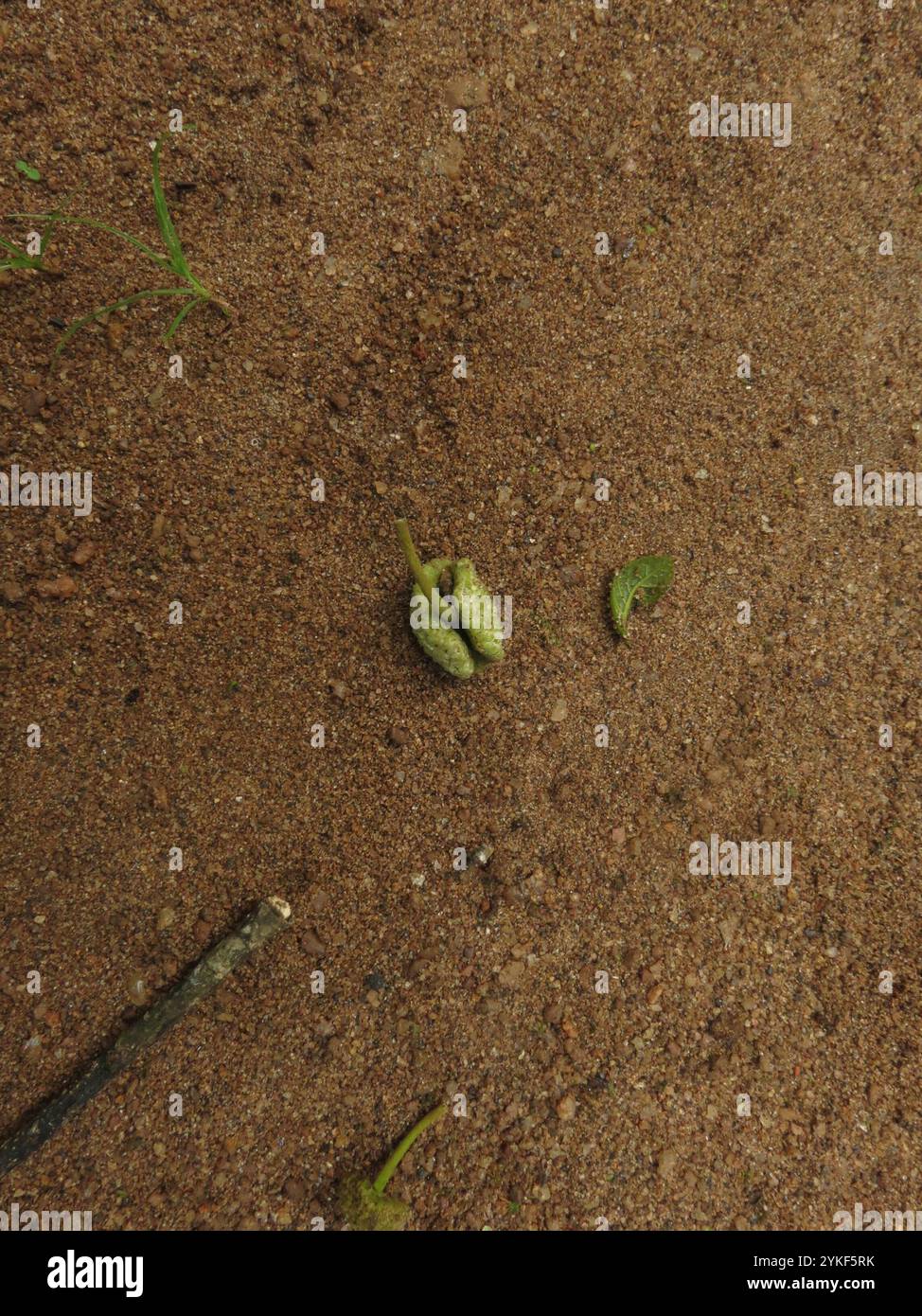 Upas tree hi-res stock photography and images - Alamy