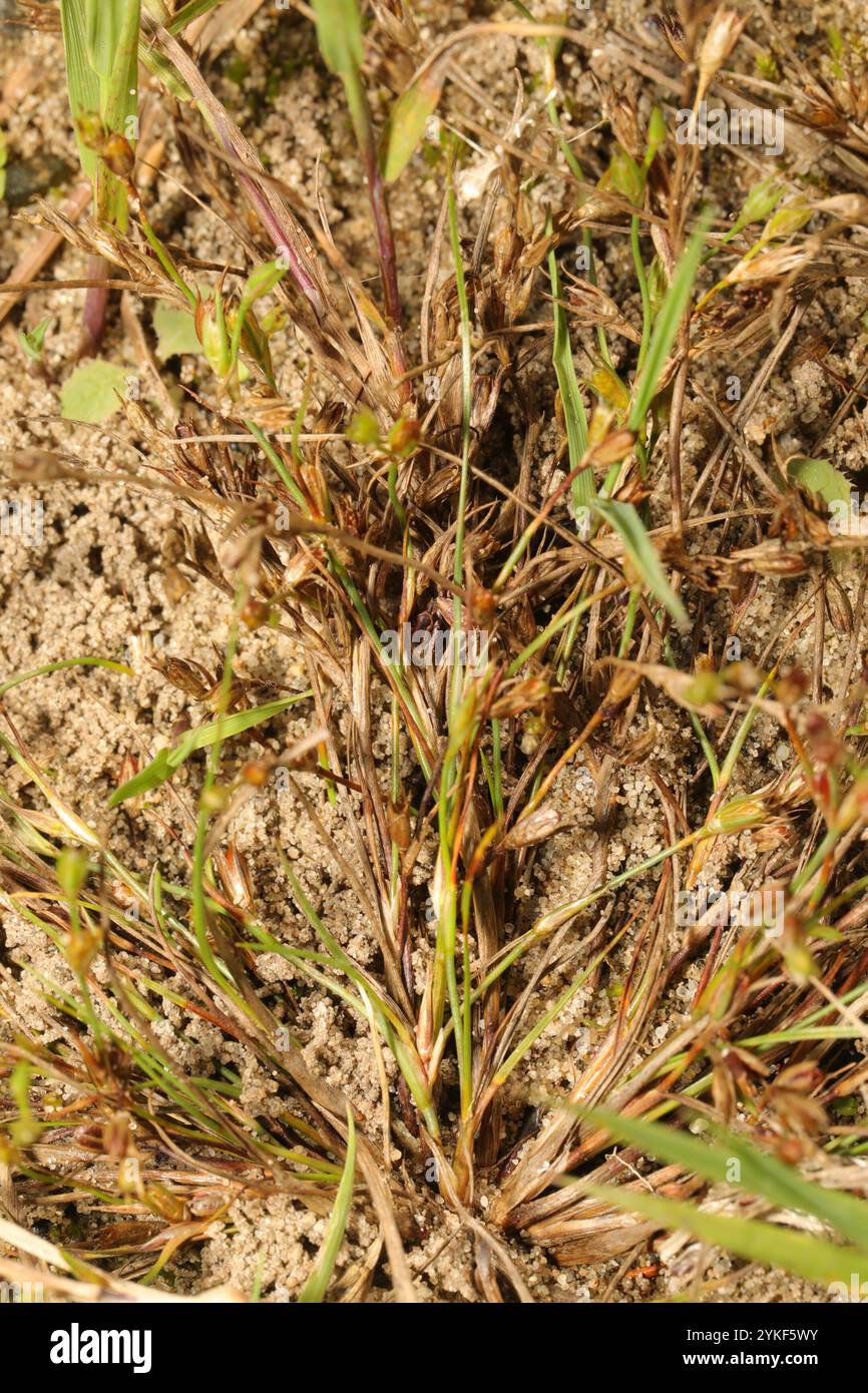 Toad rush (Juncus bufonius Stock Photo - Alamy