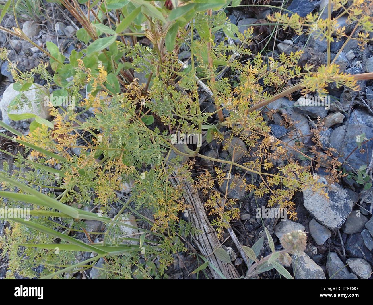 Carrotleaf Biscuitroot (Lomatium multifidum Stock Photo - Alamy