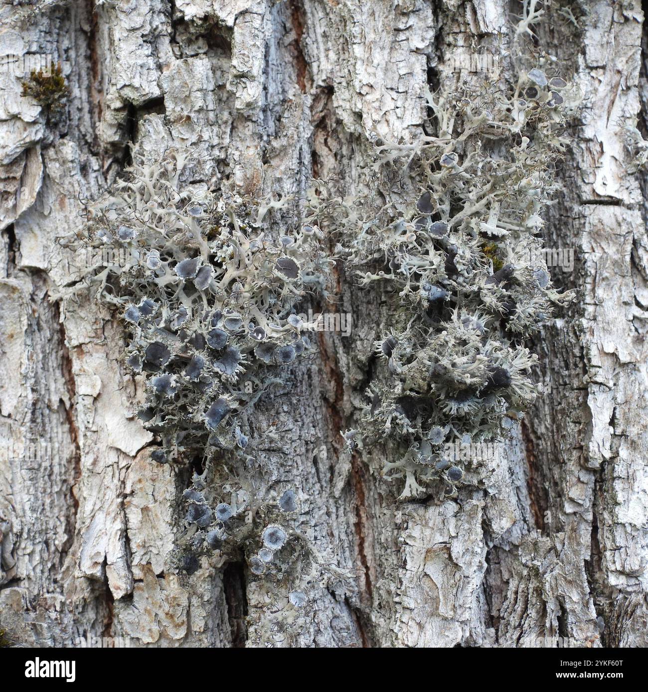 Great Ciliated Lichen (Anaptychia ciliaris Stock Photo - Alamy