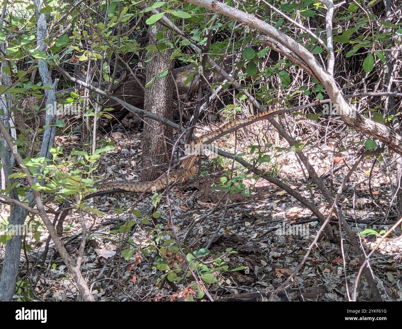 Gopher Snake (Pituophis catenifer Stock Photo - Alamy
