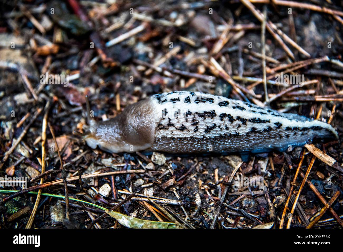black and white shell-less snail on the forest Stock Photo - Alamy