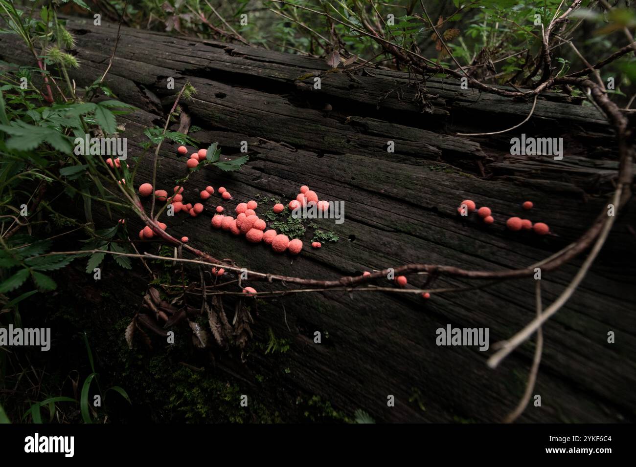 A cluster of bright pink fungi growing on a moss-covered, fallen log in ...