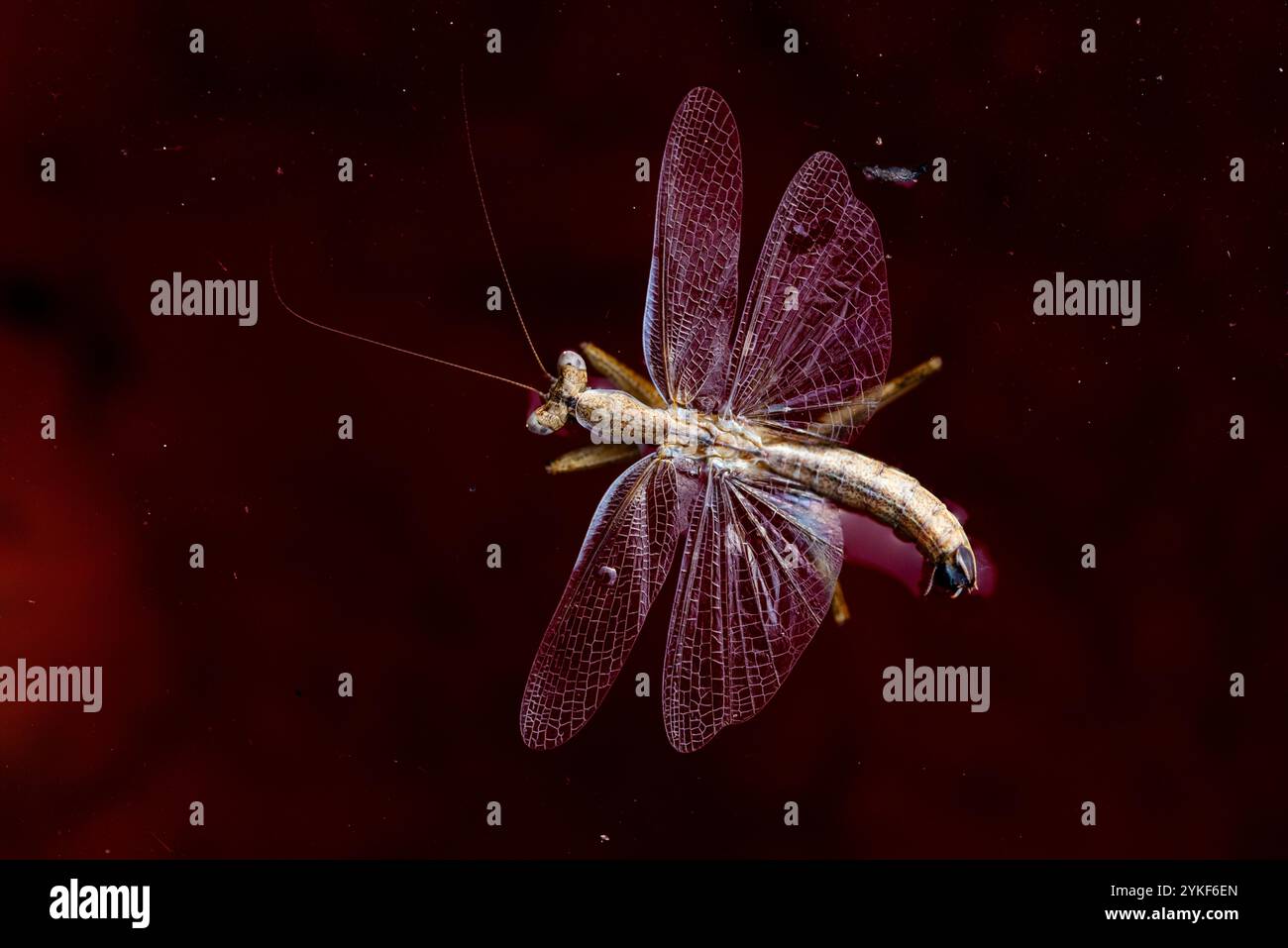 Rich dark red hi-res stock photography and images - Alamy