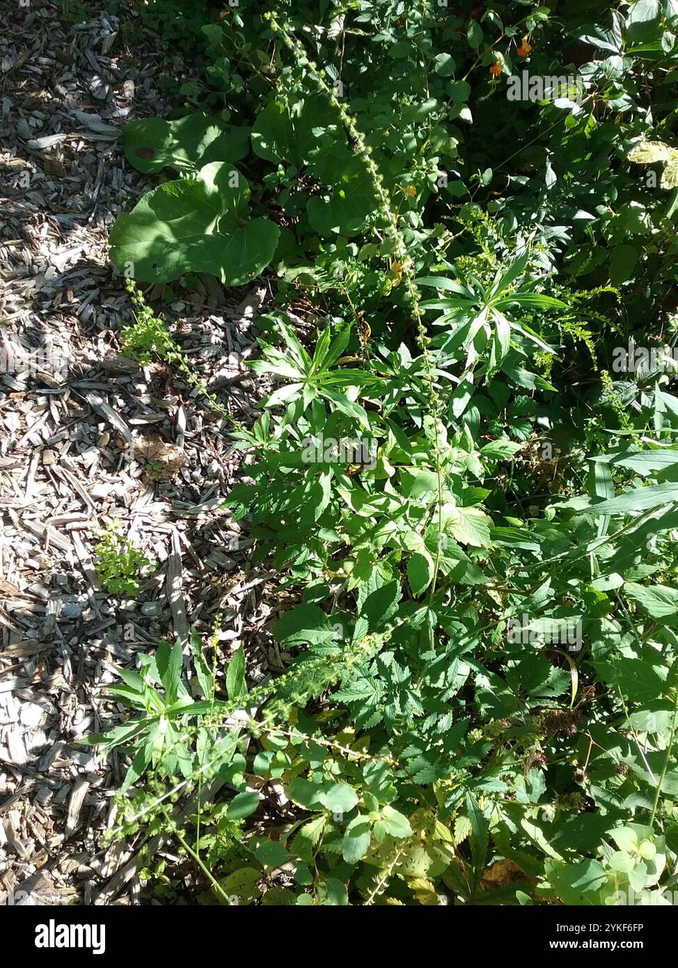 swamp agrimony (Agrimonia parviflora Stock Photo - Alamy