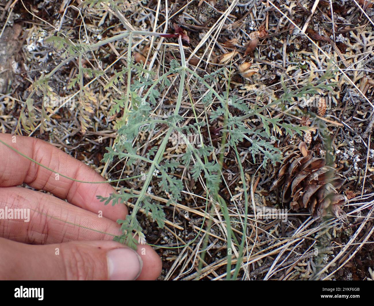 Bigseed hi-res stock photography and images - Alamy