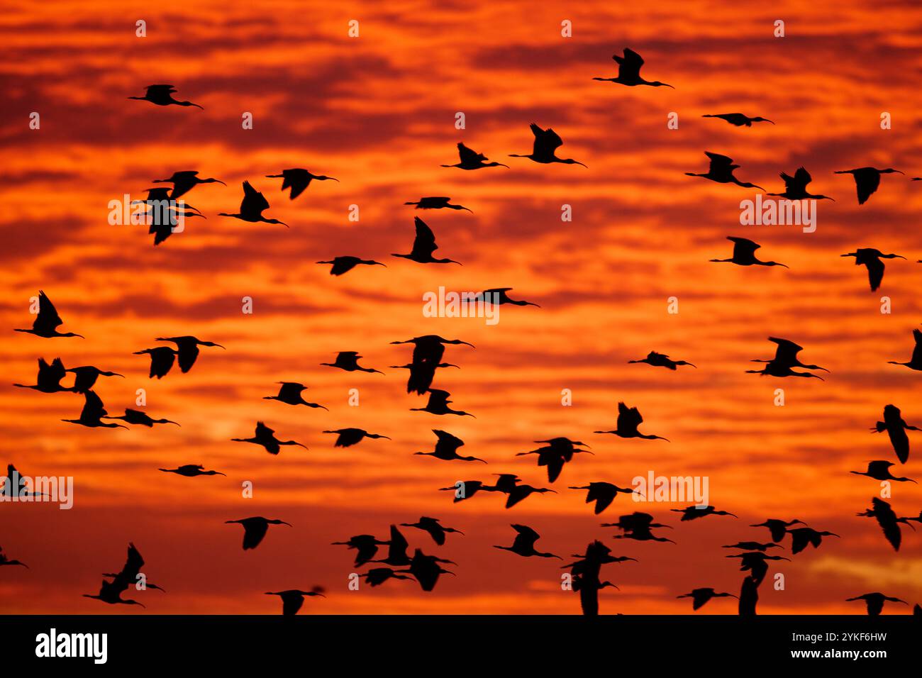 Silhouetted Plegadis falcinellus birds gracefully flying against the ...