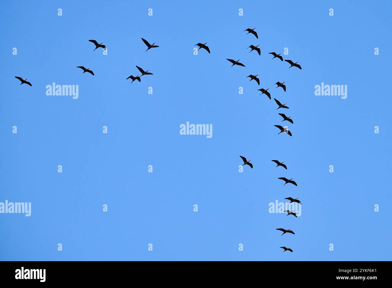 Showcasing graceful birds hi-res stock photography and images - Alamy