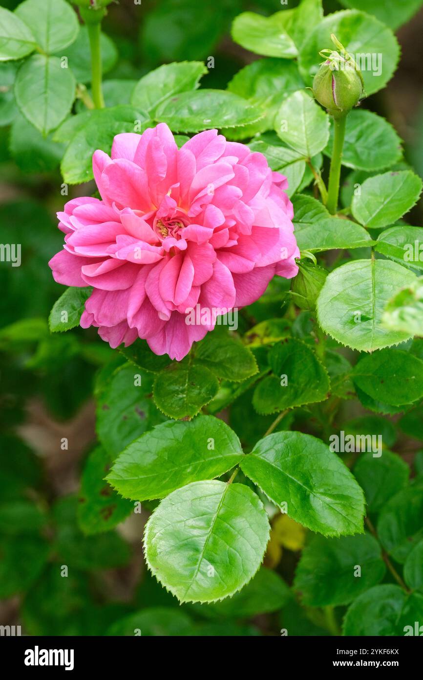 Anne bloom hi-res stock photography and images - Alamy