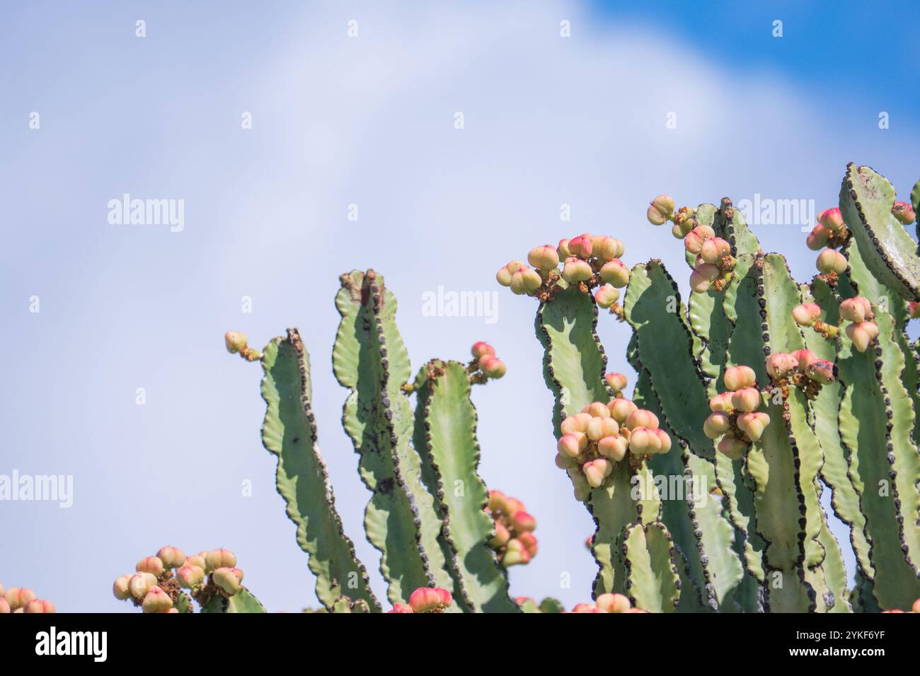 A vivid close-up of Euphorbia abyssinica, also known as Desert Candle ...