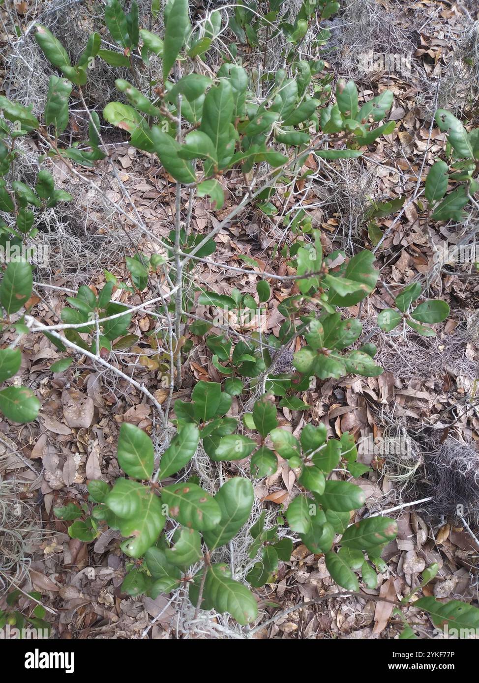 Myrtle Oak (Quercus myrtifolia Stock Photo - Alamy