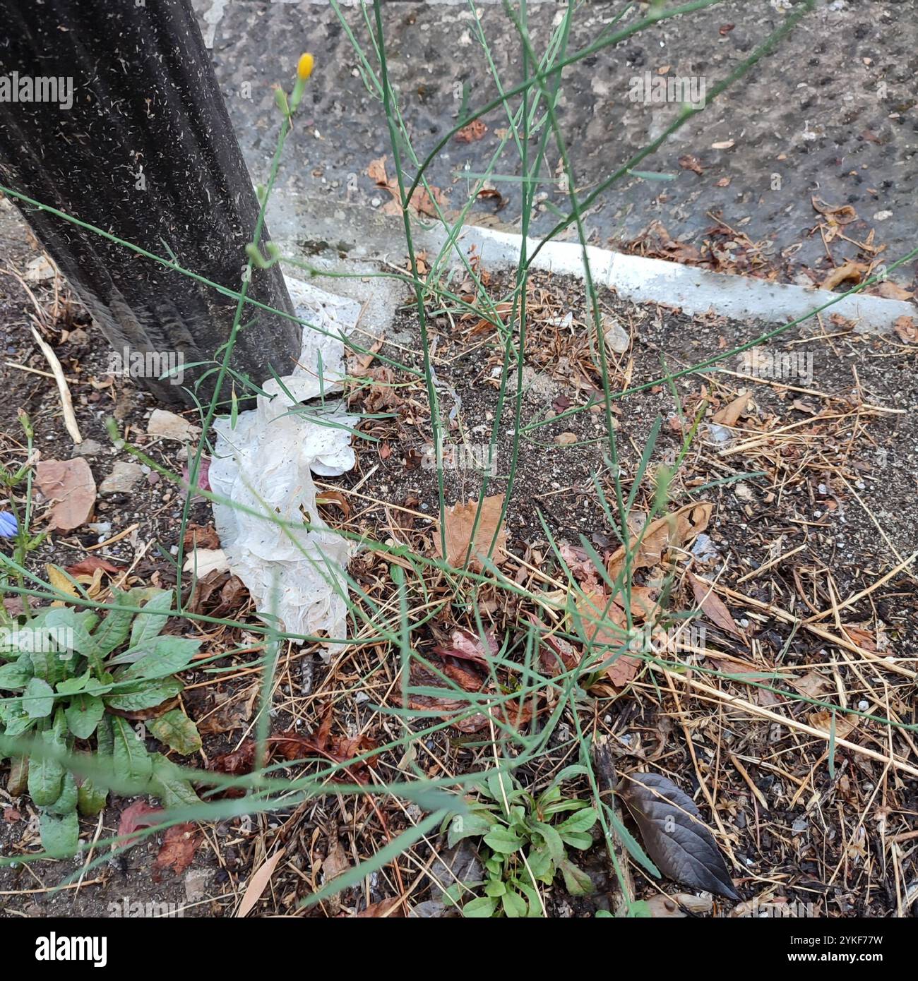 Rush Skeletonweed (Chondrilla juncea Stock Photo - Alamy