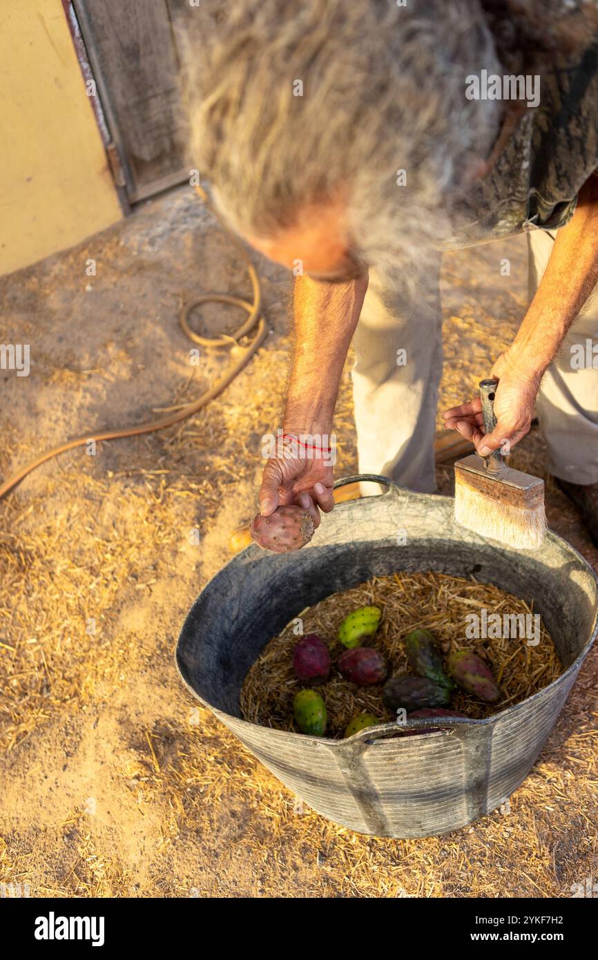 An elderly individual manually cleans prickly pears, using traditional ...