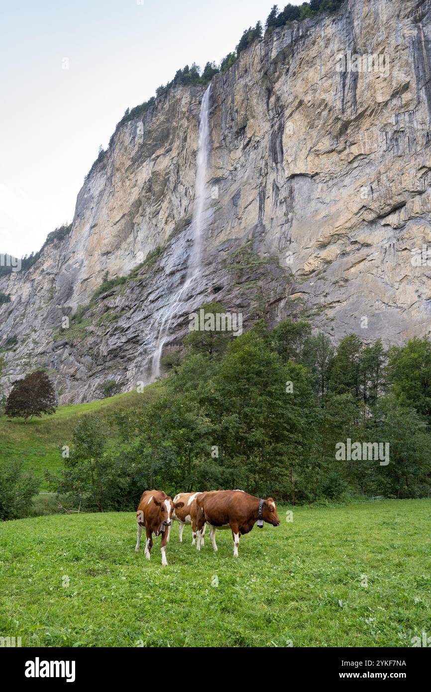 Cows gracefully graze on lush green pasture in Lauterbrunnen ...