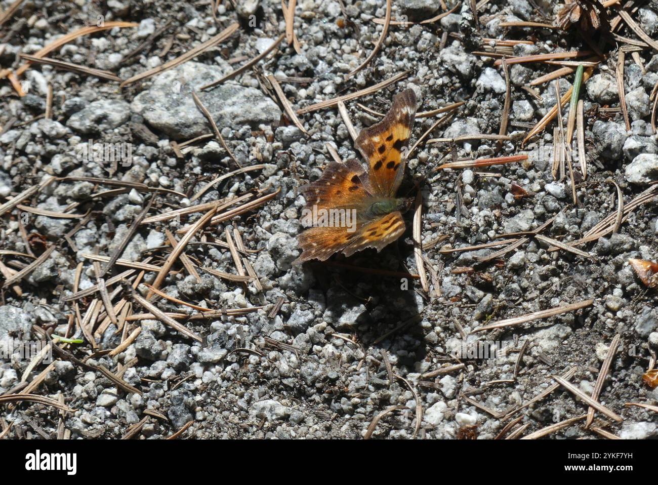Green Comma (Polygonia faunus Stock Photo - Alamy