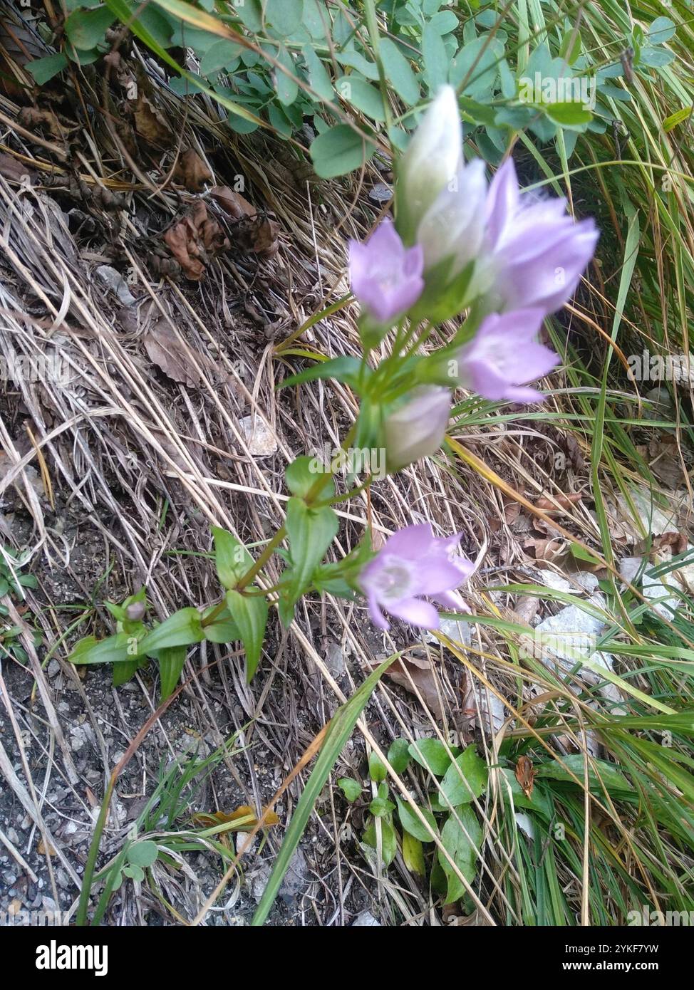 dwarf gentians (Gentianella Stock Photo - Alamy