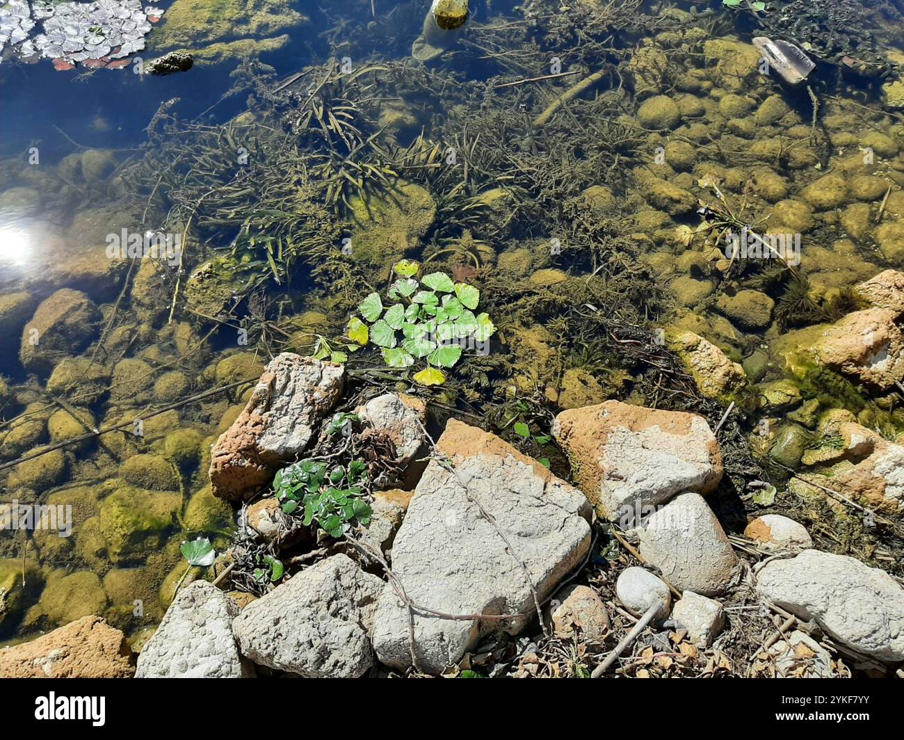 Water caltrop (Trapa natans Stock Photo - Alamy