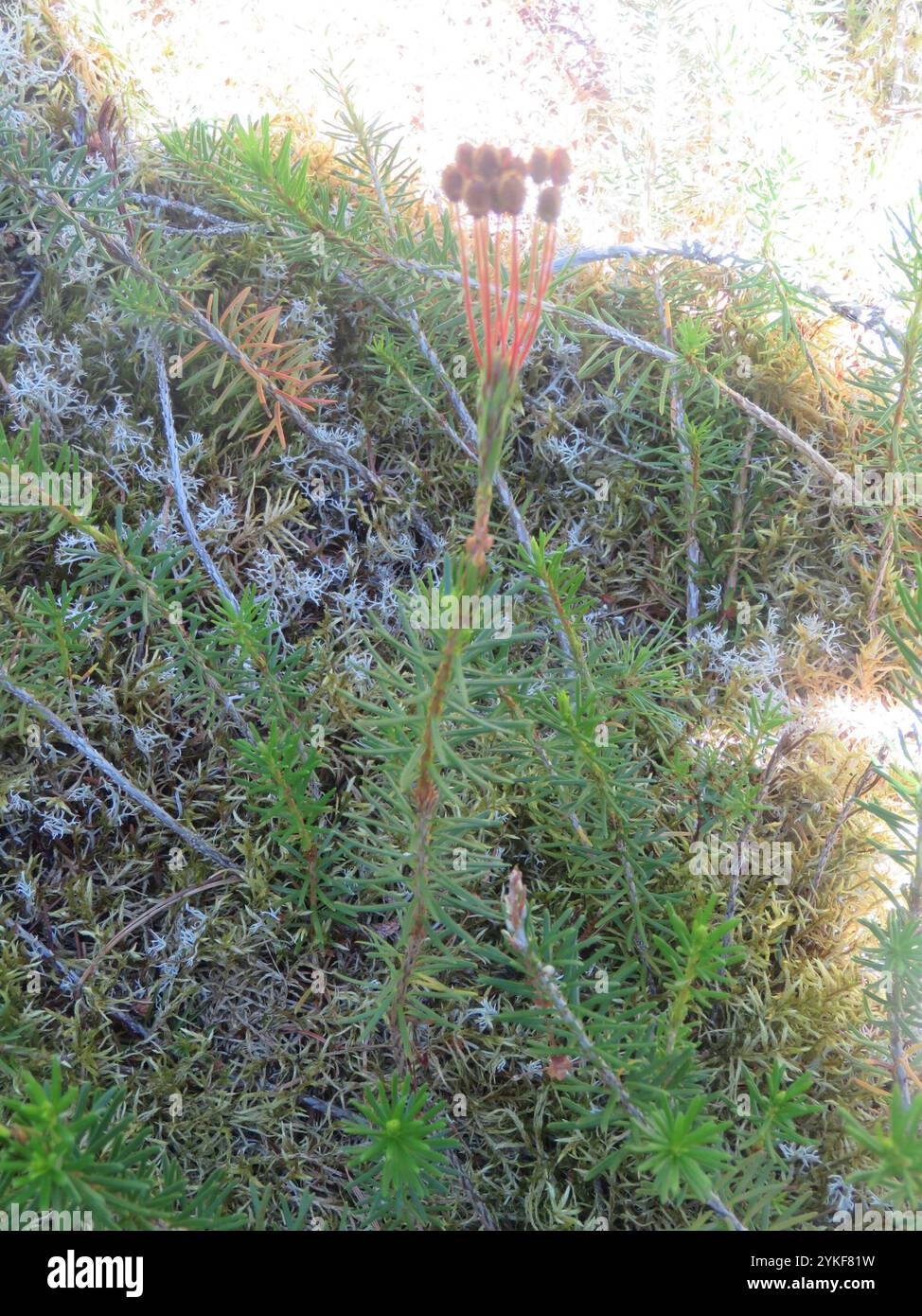 pink mountainheath (Phyllodoce empetriformis Stock Photo - Alamy