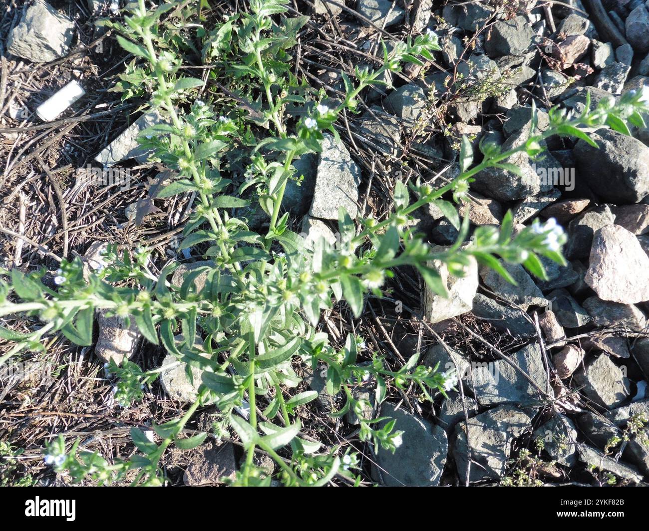two-rowed stickseed (Lappula squarrosa Stock Photo - Alamy