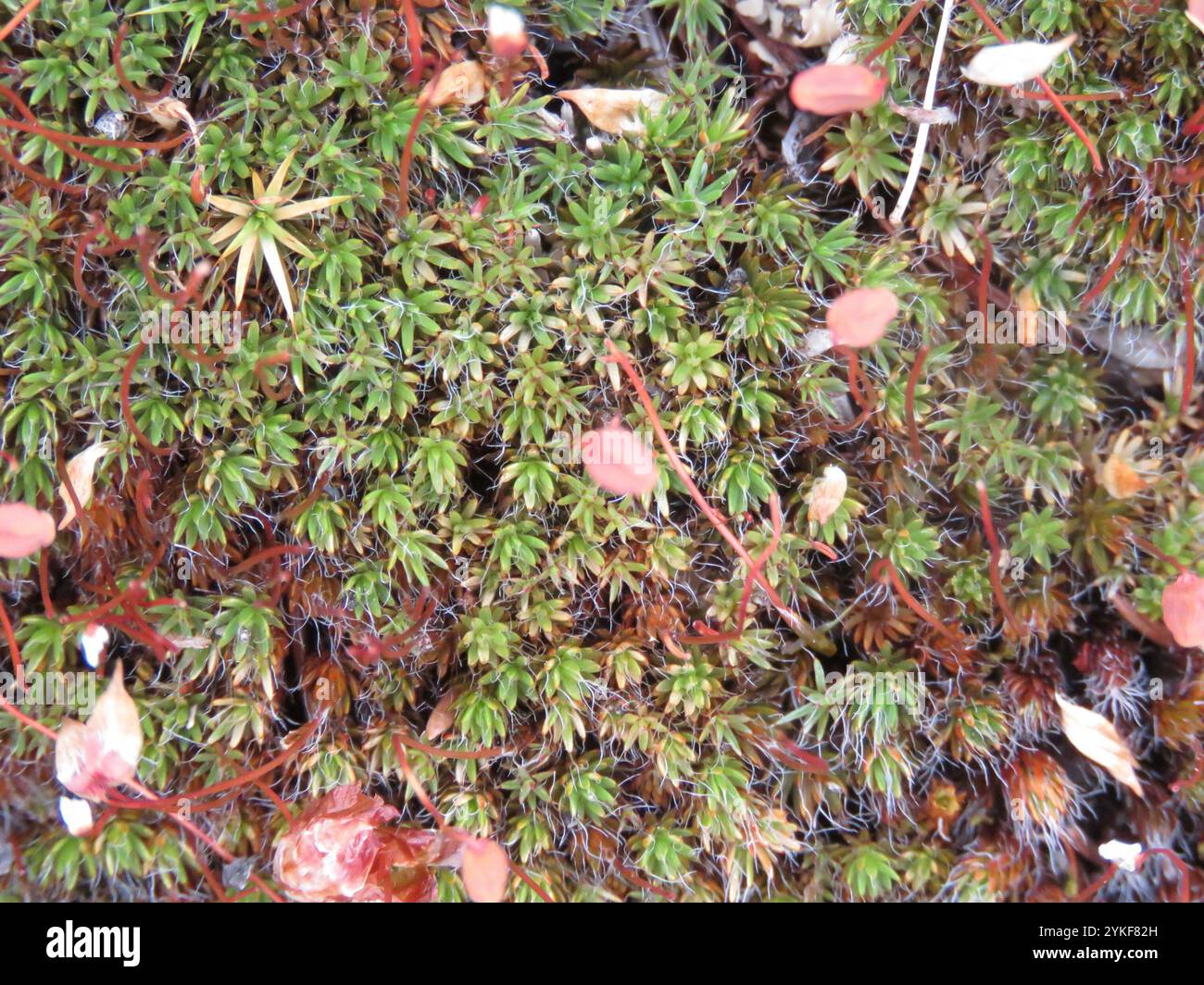 bristly haircap moss (Polytrichum piliferum Stock Photo - Alamy