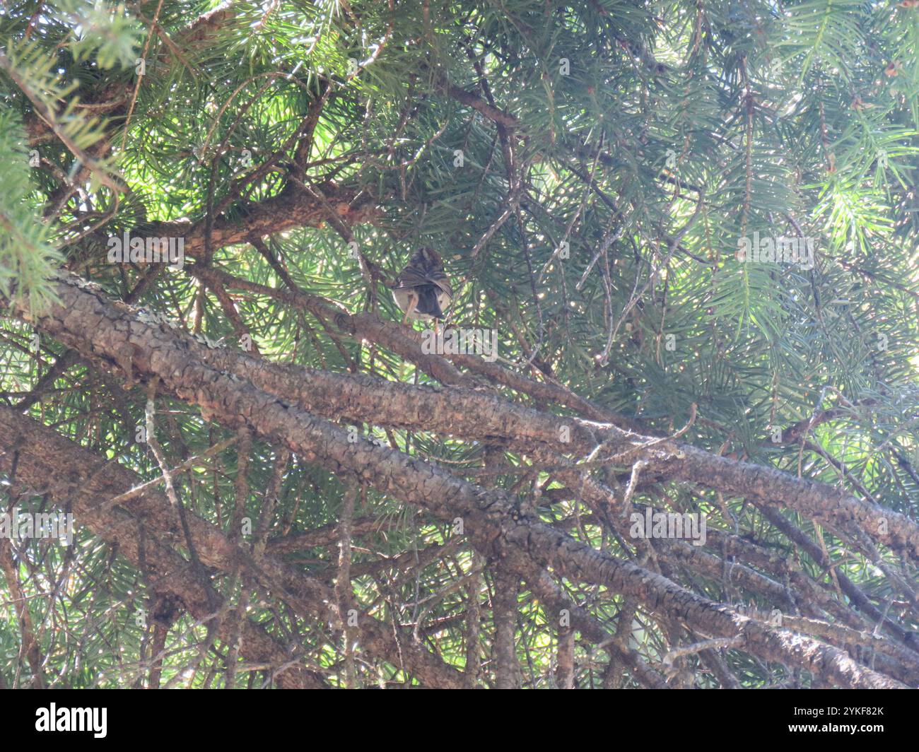Chipping Sparrow (Spizella passerina Stock Photo - Alamy