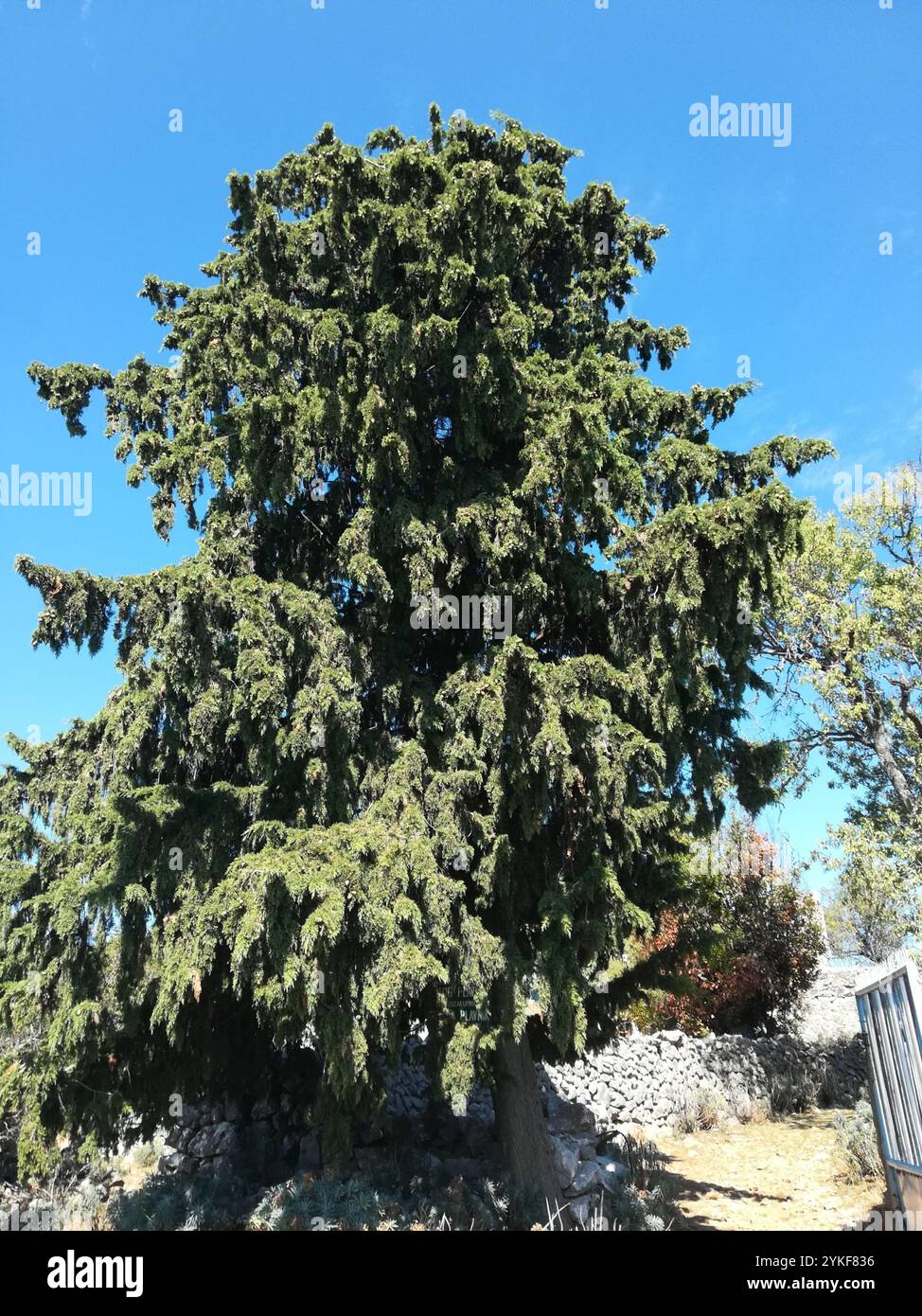 Mediterranean cypress (Cupressus sempervirens Stock Photo - Alamy