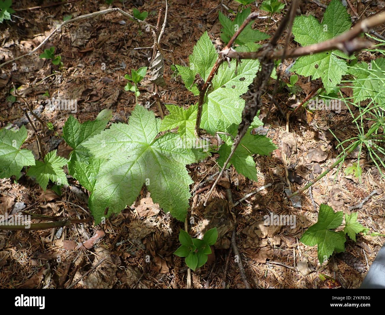 currants and gooseberries (Ribes Stock Photo - Alamy