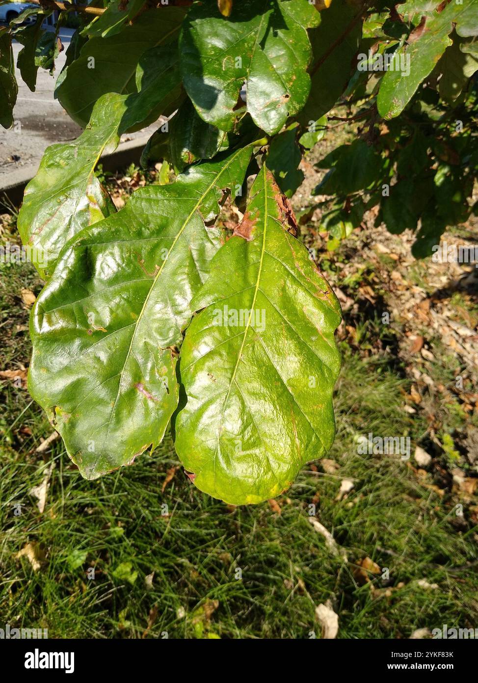 swamp white oak (Quercus bicolor Stock Photo - Alamy