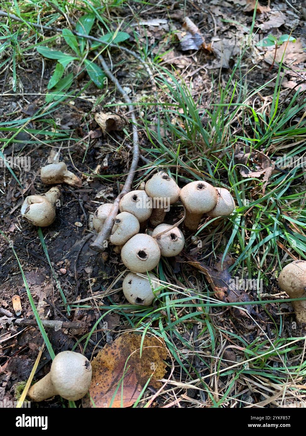 Pear-shaped Puffball (Apioperdon pyriforme Stock Photo - Alamy