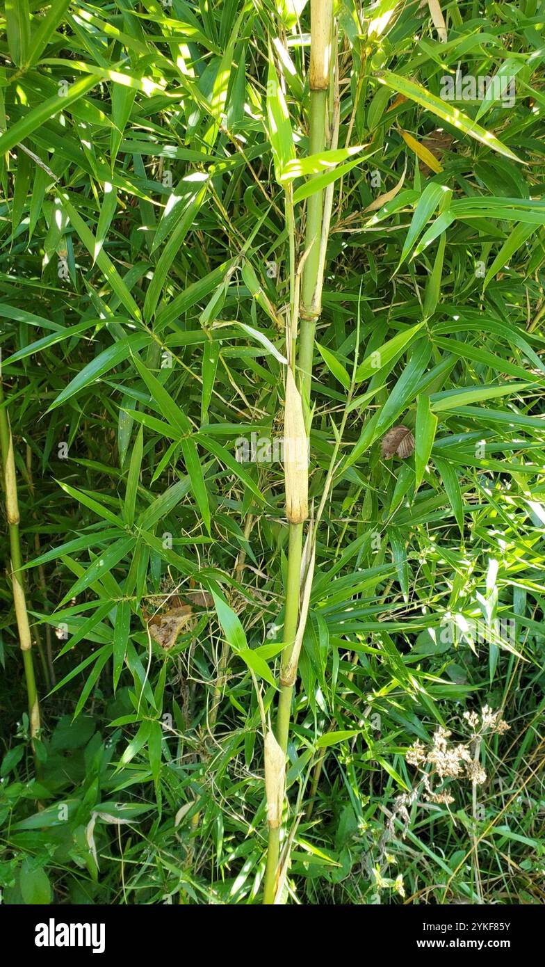 river cane (Arundinaria gigantea Stock Photo - Alamy