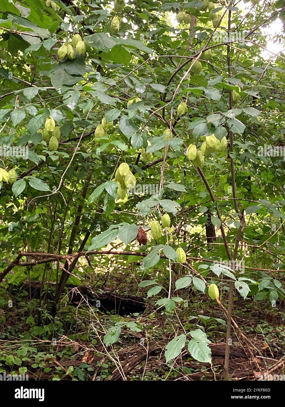 American bladdernut (Staphylea trifolia Stock Photo - Alamy