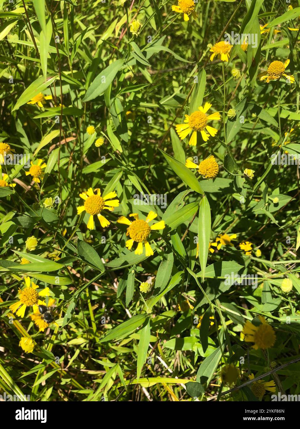 common sneezeweed (Helenium autumnale Stock Photo - Alamy