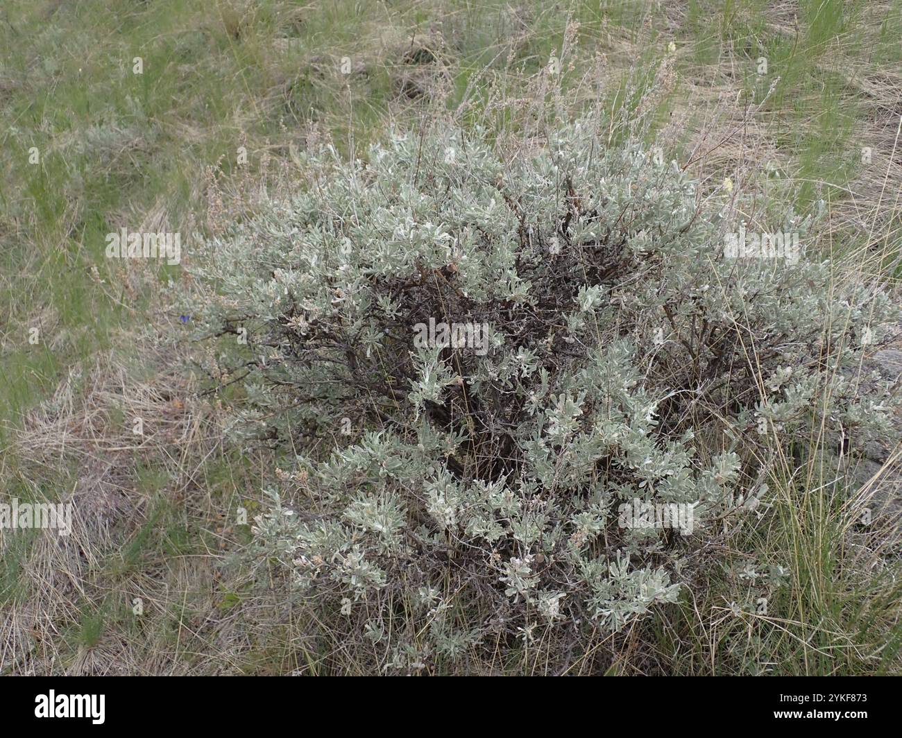 Big Sagebrush (Artemisia tridentata Stock Photo - Alamy