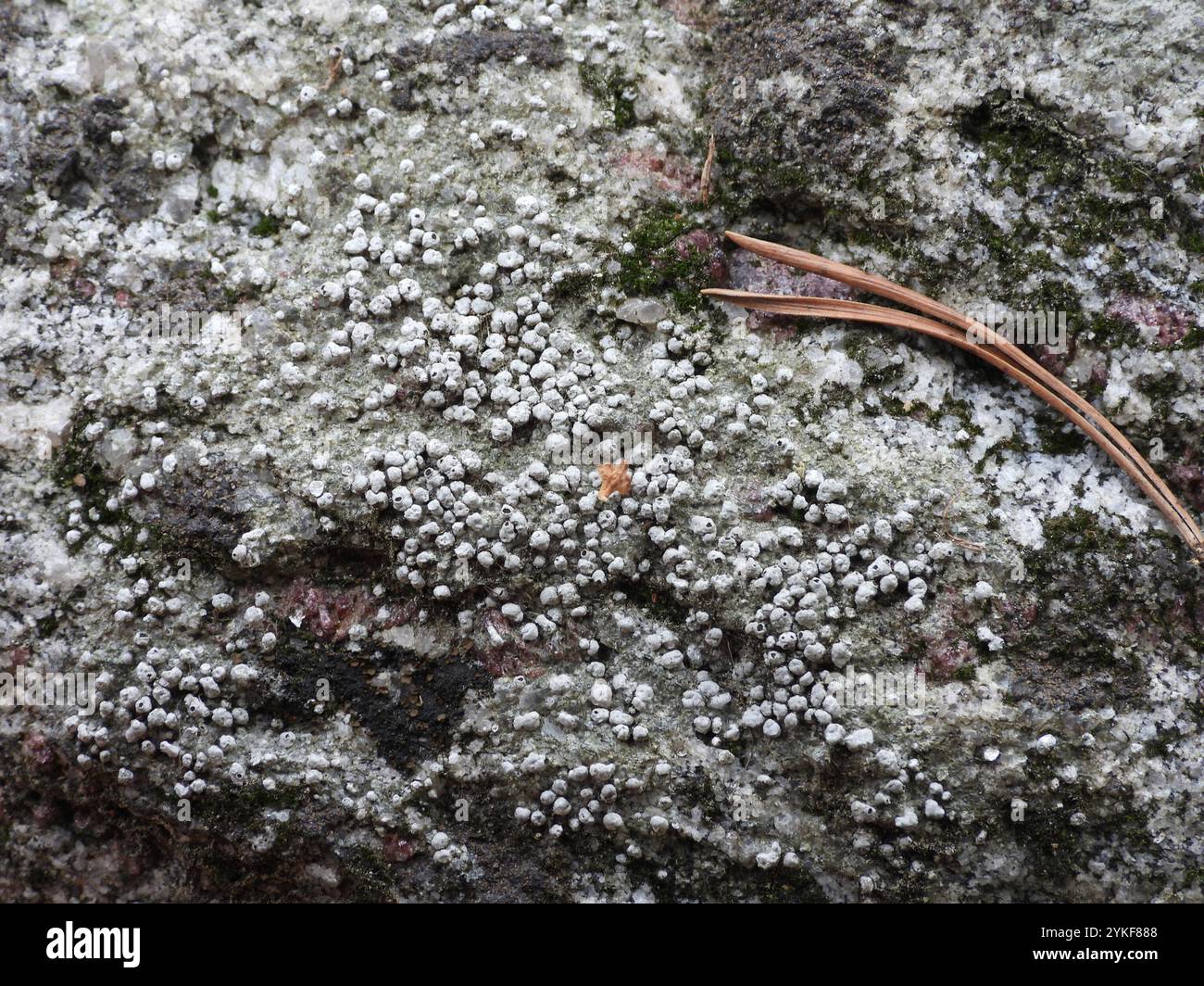 wart lichens, water lichens, and allies (Pertusariales Stock Photo - Alamy